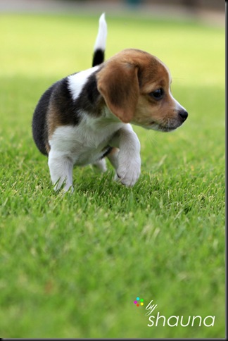 head first photo by shauna: Pocket Beagle: {Pet Photographer Mesa, Arizona}